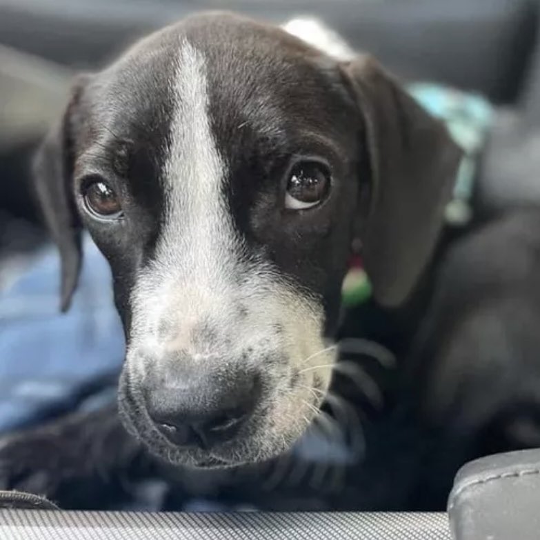 Red Tick Hound Lab Mix