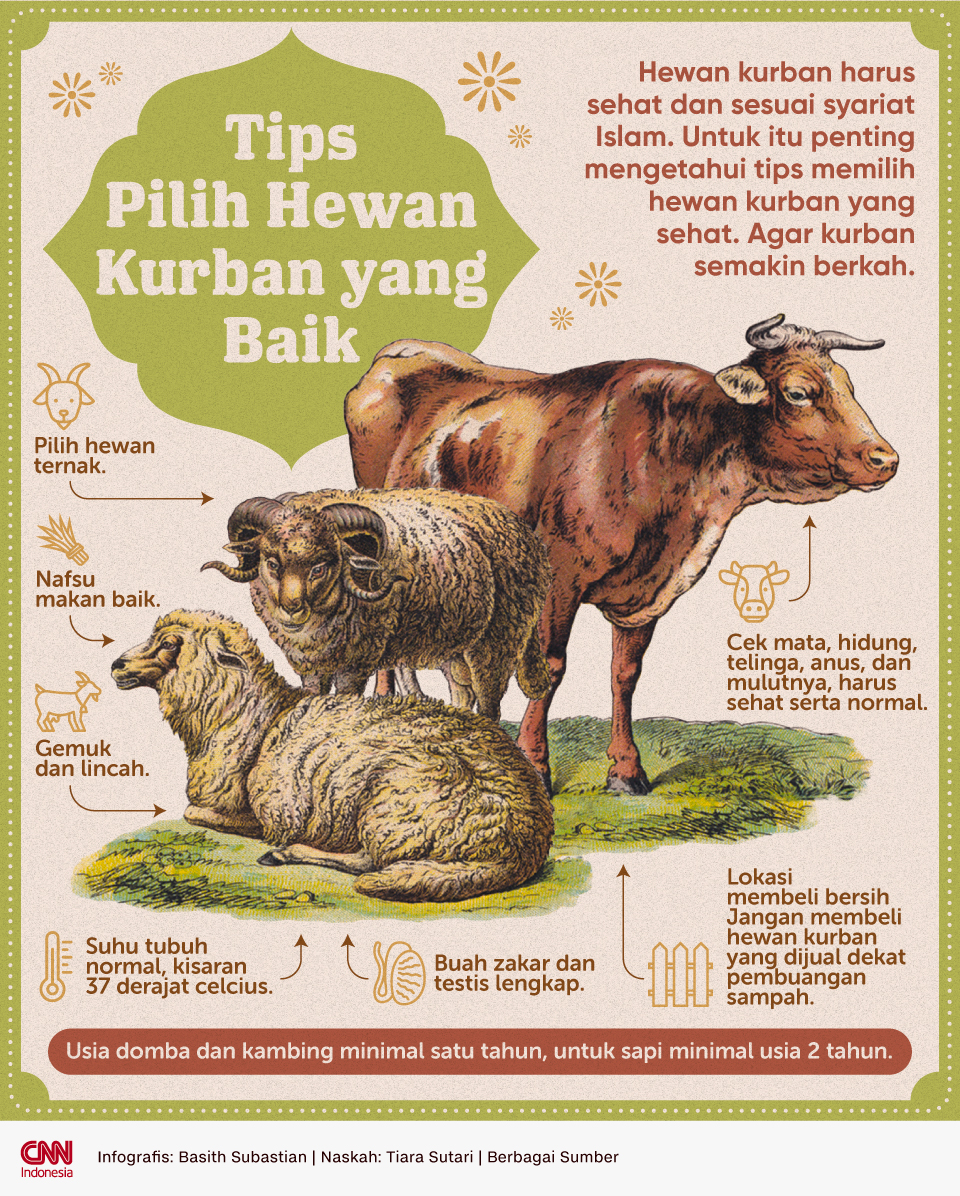 CNN Indonesia on Twitter: "Hewan kurban harus sehat dan sesuai syariat Islam. #CNNIndonesia ...