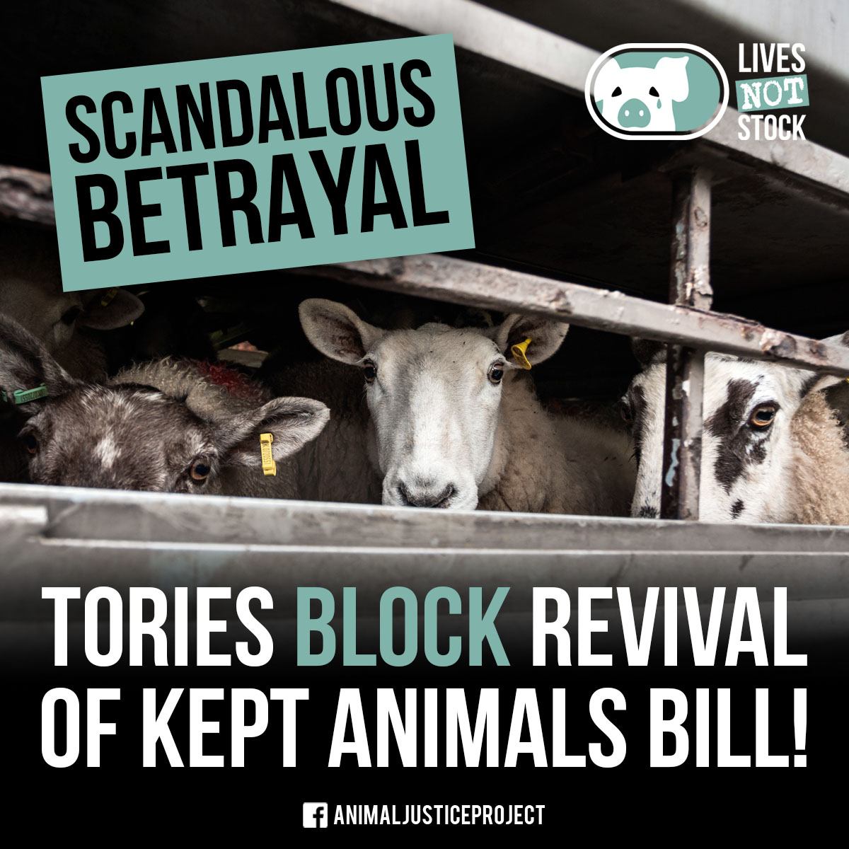 Xpose Trophy Hunting on Twitter: "RT @ajpReact: SCANDALOUS BETRAYAL! The Tories have voted ...