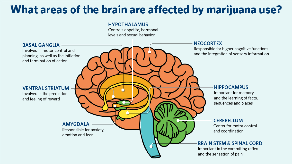 Parts Of The Brain Affected By Marijuana