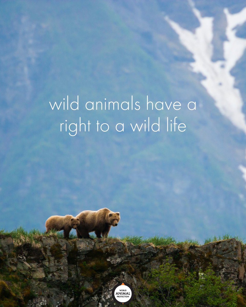 Into The Wild Wallpaper Quotes