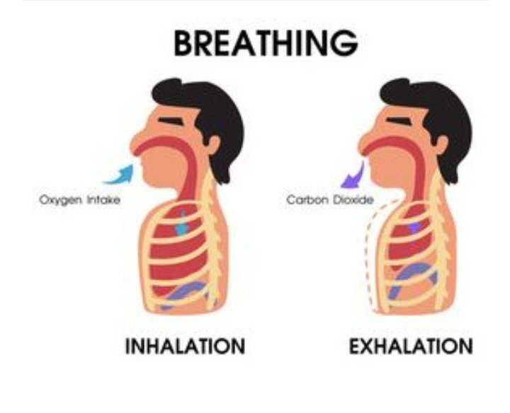 Breathing Out Carbon Dioxide