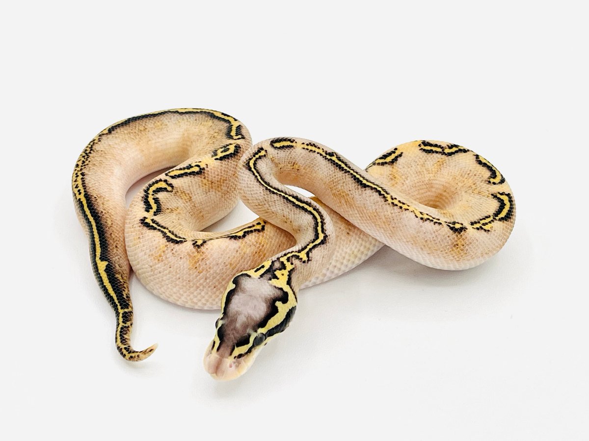 Pastel Soul Sucker Ball Python