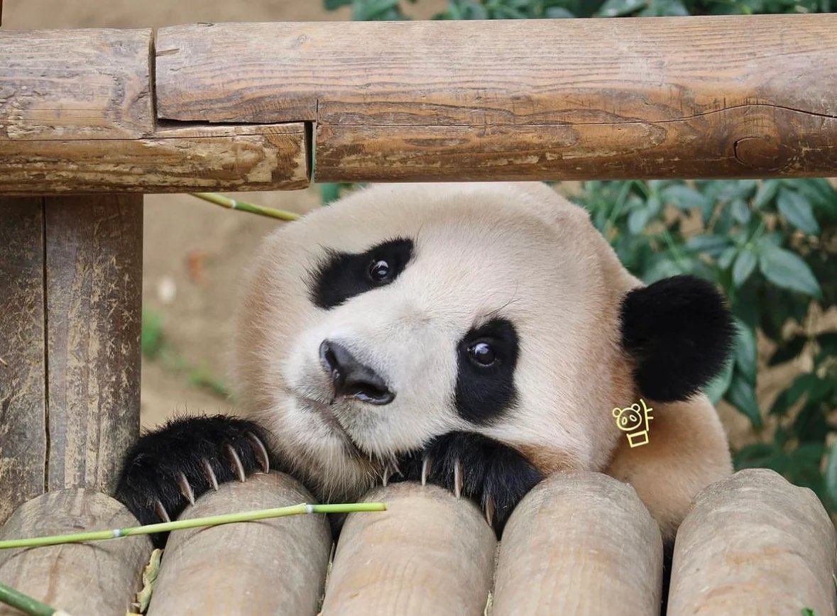 pannchoa on Twitter: "Fu Bao is cute in latest fan-taken pictures https ...