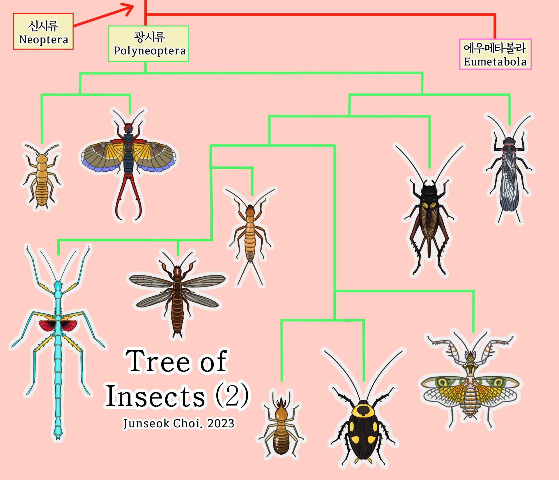 Arthropoda Phylum Tree
