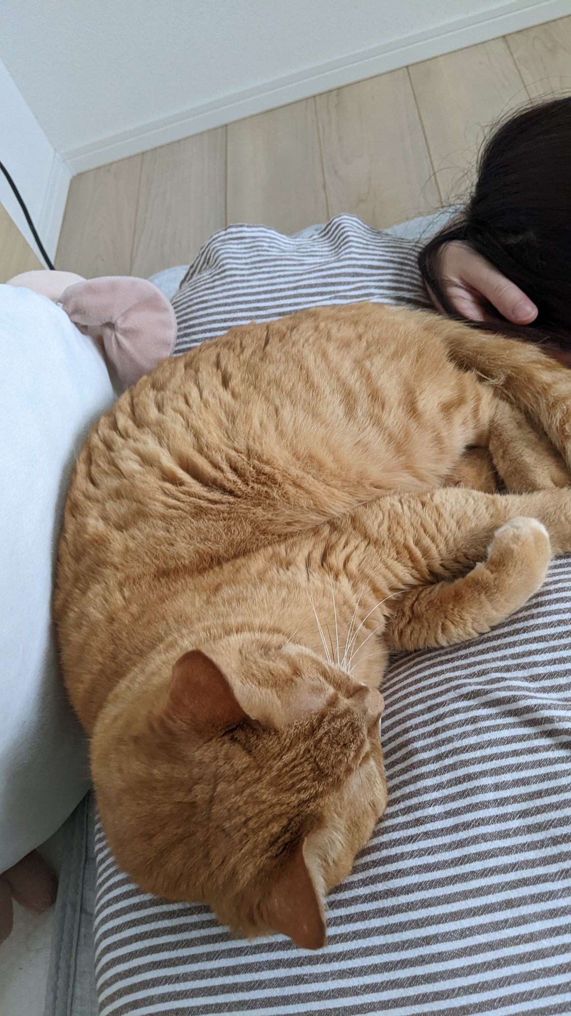 新潟 esports CAFE & BAR e-spopia on Twitter: "おはようございます。 ちゃちゃ社長は、寝ています 本日の社長の忠実なるしもべは… 13時00分 @e ...