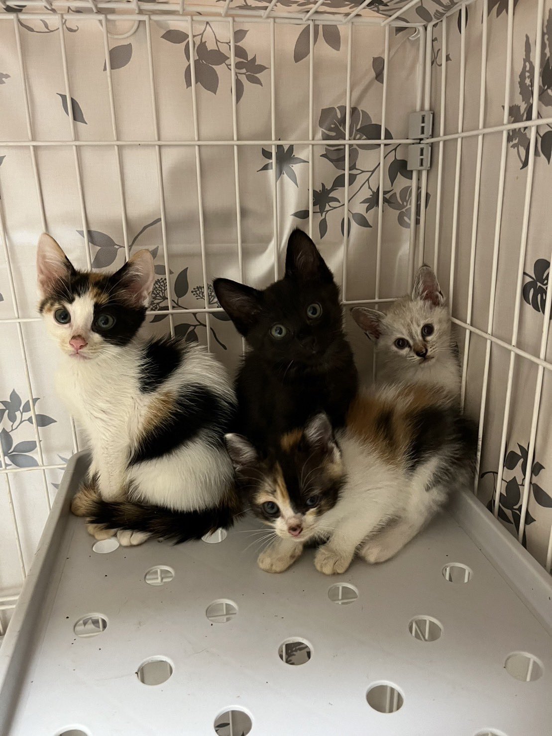 hinatabocco.k on Twitter: "おはようございます😸 https://t.co/YXR6LteP5E" / Twitter