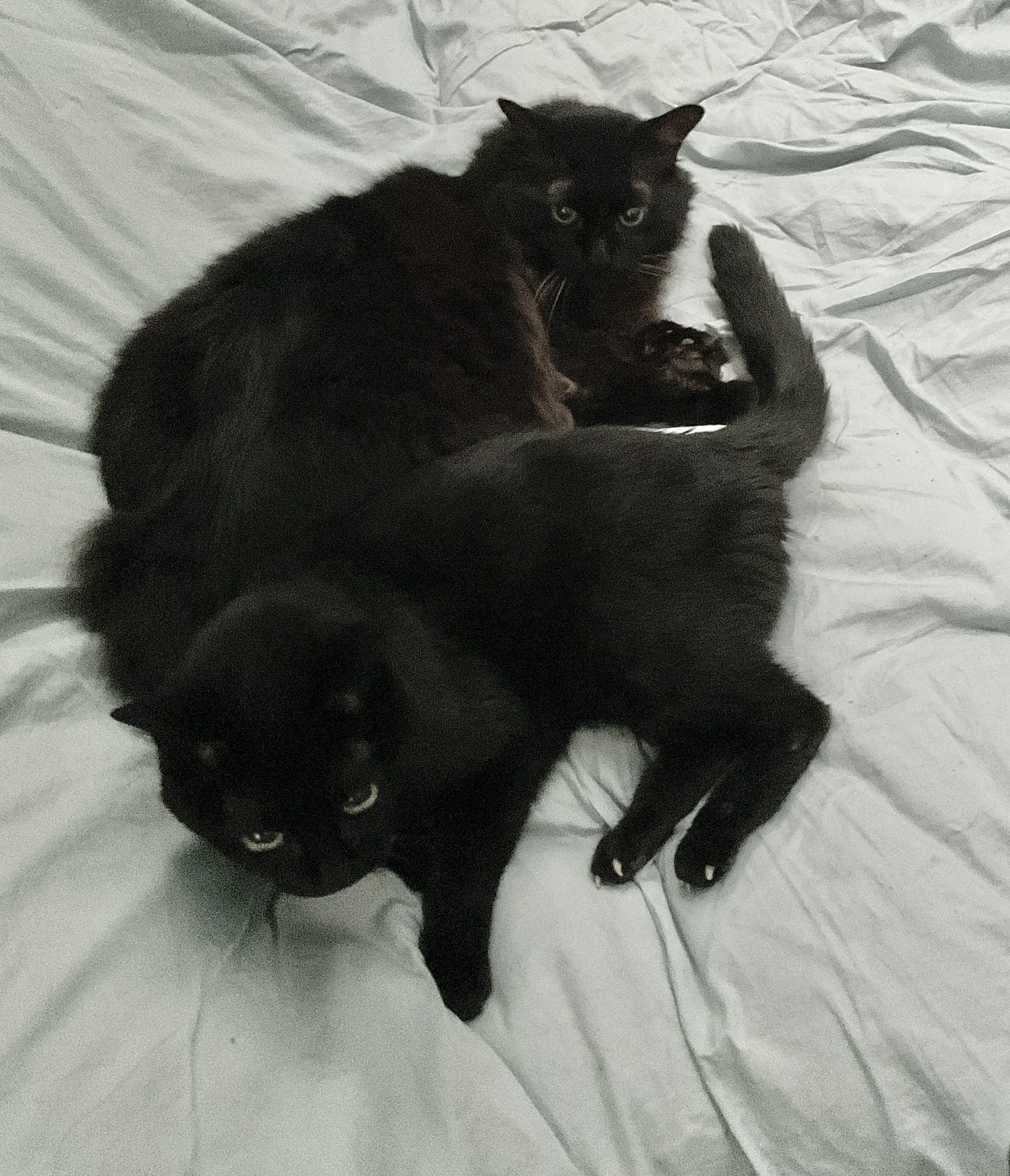 鷲尾滋瑠📗耽美BL小説：Kindle・DMMブックス・Renta!…他で配信中／漫画素材配布中 on Twitter: "#画像フォルダ15番目のやつと戦ってこい 現在交戦中、勝てる気がミリも ...