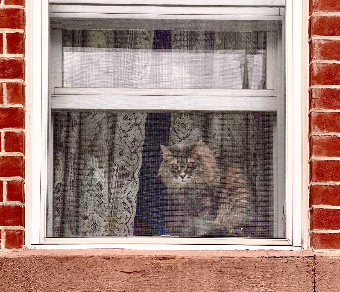 Lyn Perkins on Twitter: "RT @ProfDuff: Some Philly window cats. #4 wants to see some seed in ...