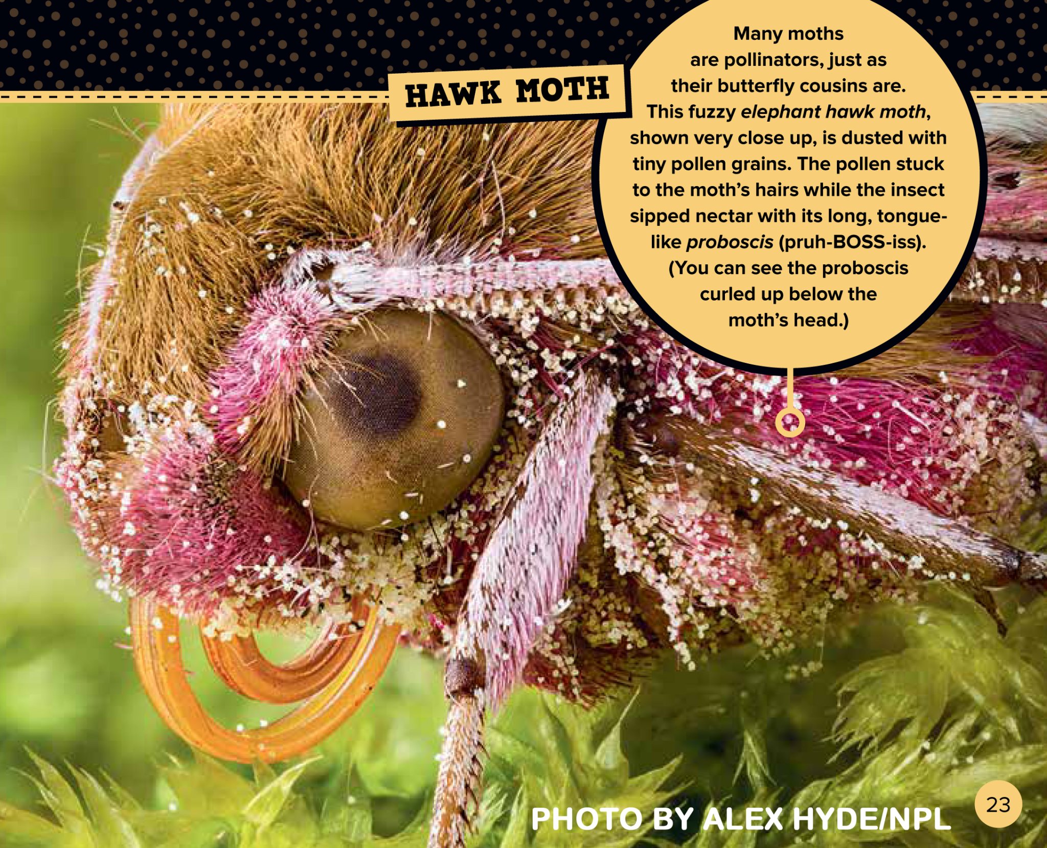 RangerRick Magazines on Twitter: "Did you know many #moths are #pollinators? Check out this ...