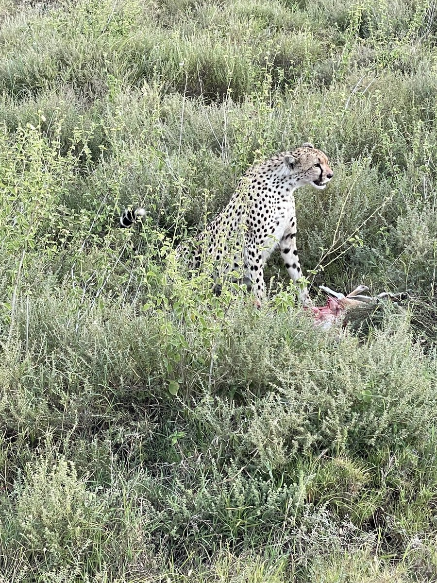 HissingOcelot (bye guys) ️🌸🌙 on Twitter: "(Extra: some things in the last few days) TW: blood ...