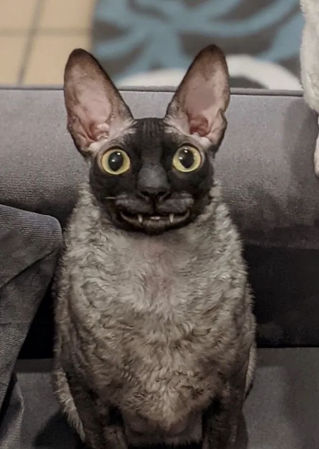 λmarcelλ on Twitter: "RT @SO0u0o: These dumb looking cats man hfhcjjehdhdhcn"