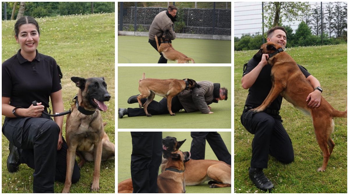 Ministry of Defence Police on Twitter: "Our police dog unit, including PDs Bria, Fae and Flint ...
