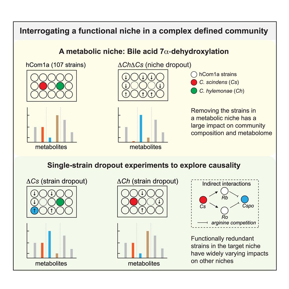 🥼Agingdoc1⭐MD, PhD 🔔 on Twitter: "Strain dropouts reveal interactions that govern the metabolic ...