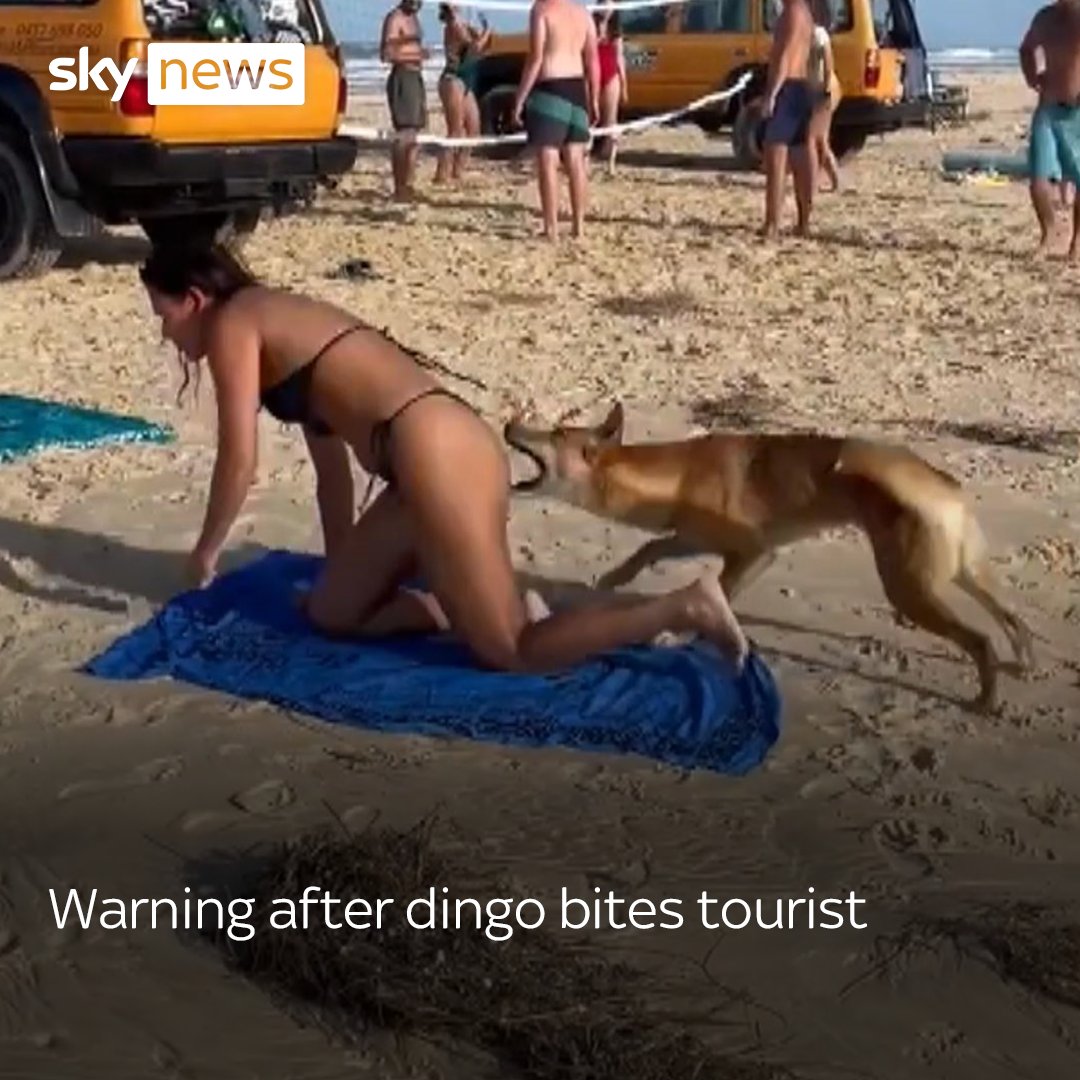 Sky News on Twitter: "A dingo has been filmed biting a tourist in Australia. The Queensland ...