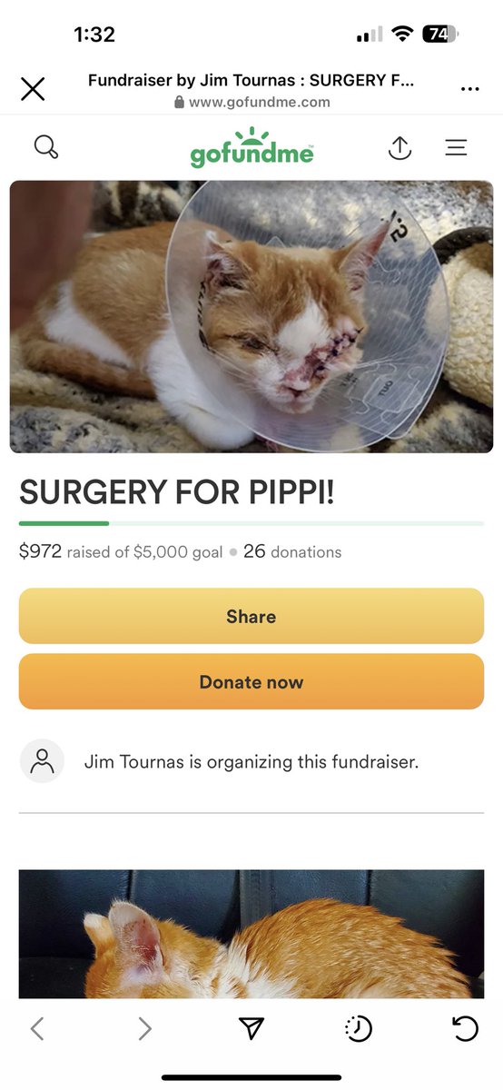 Kayla Adrienne on Twitter: "Please retweet and share Pippi still needs help https://gofund.me ...