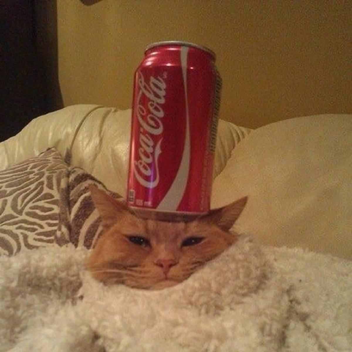 Quetzal Gelo🌈🐈 On Twitter This Cat Said “you So Hot🥵”