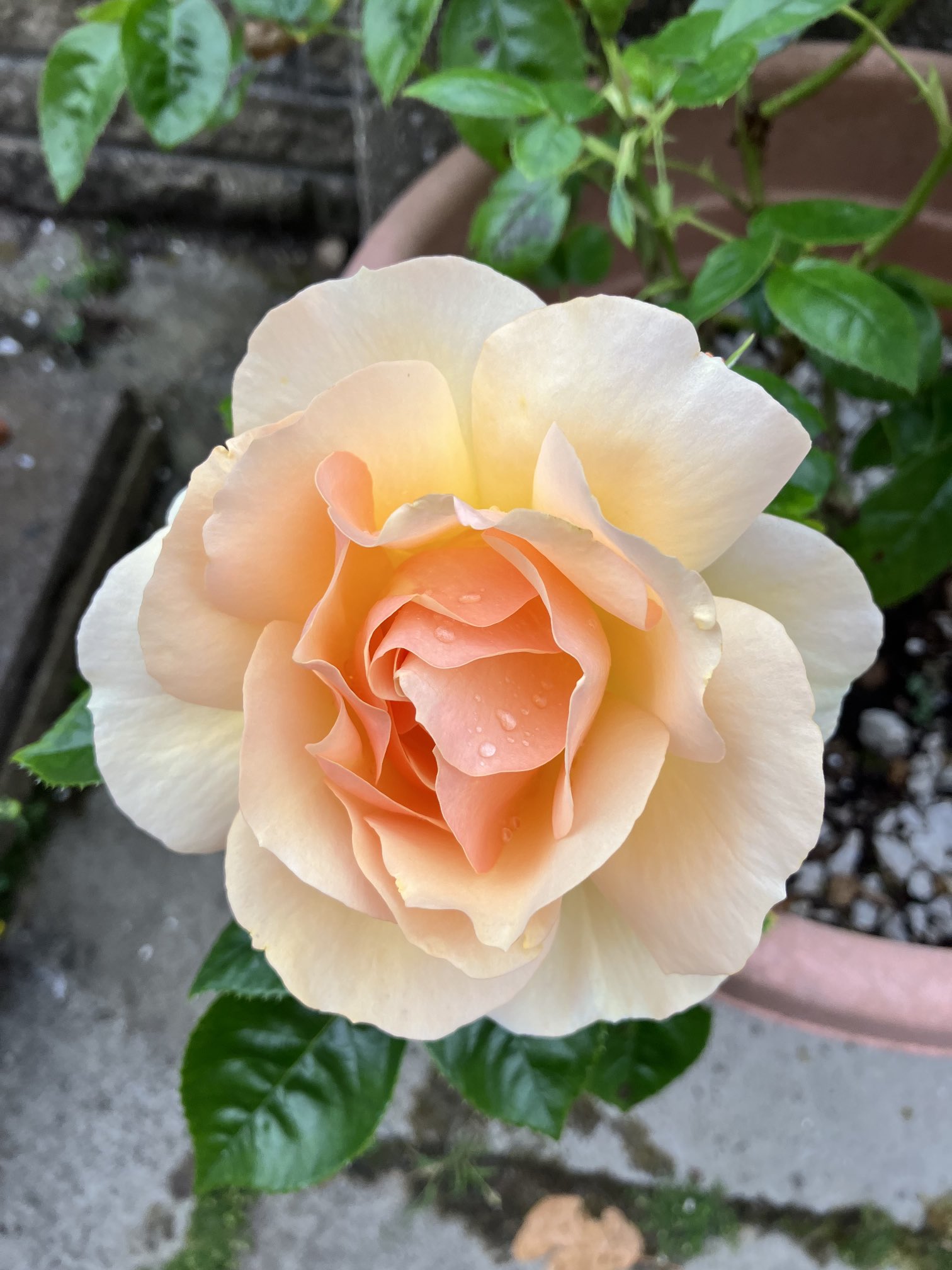 Wendy Syddall on Twitter: "Queen Bee rose flowering - I know I’ve shared this before but it’s ...