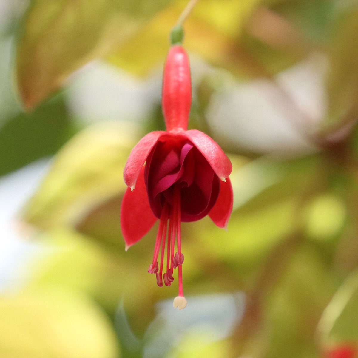 神戸どうぶつ王国(@kobe_doubutsu) - Twilog