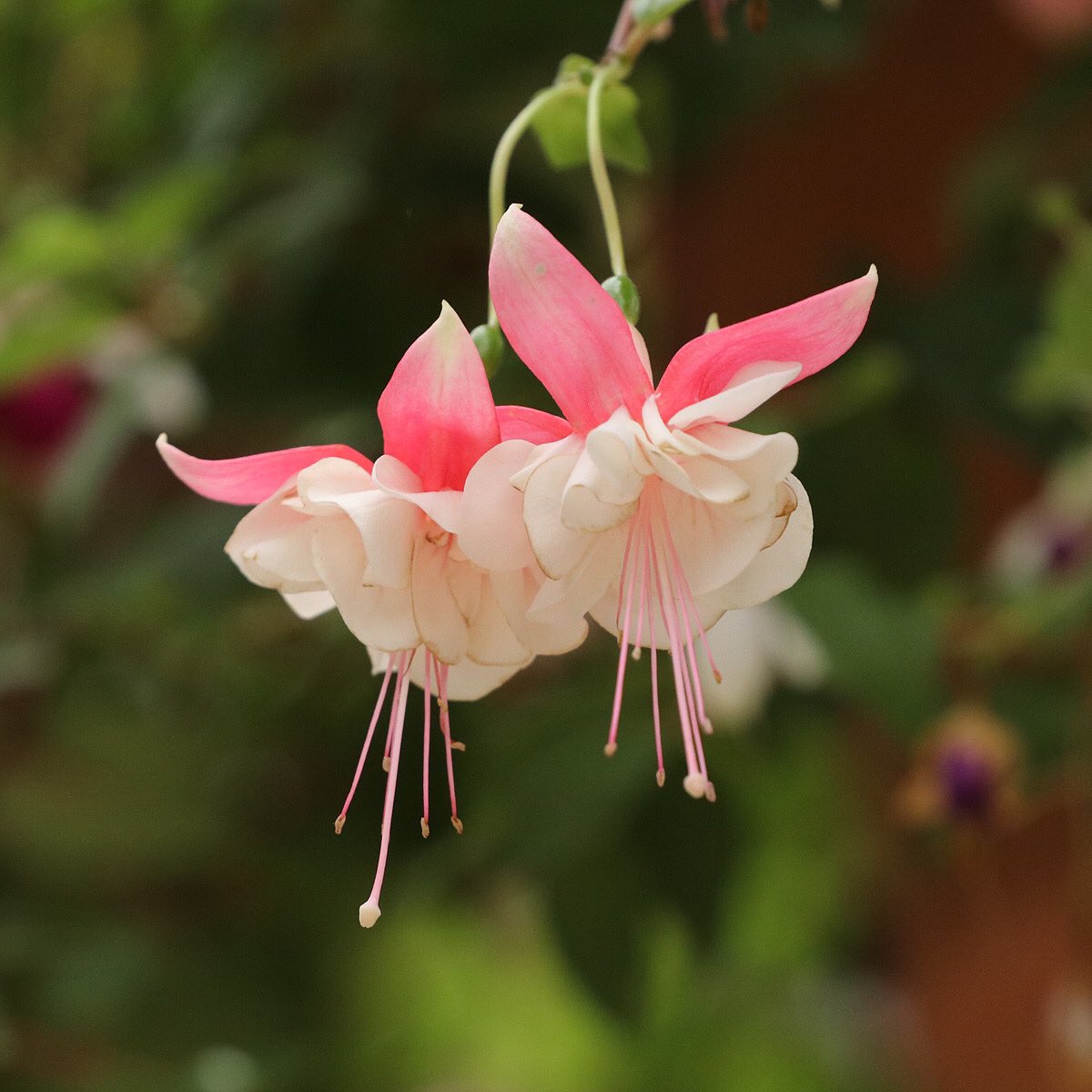 神戸どうぶつ王国(@kobe_doubutsu) - Twilog