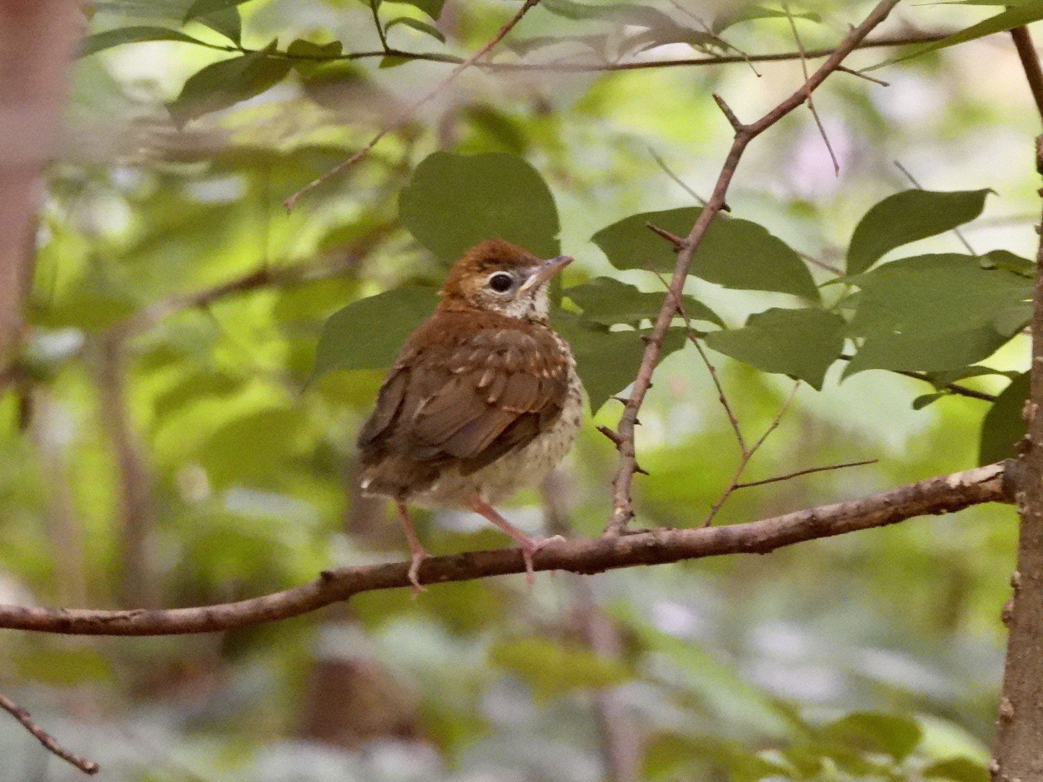 Thrush Fledgling