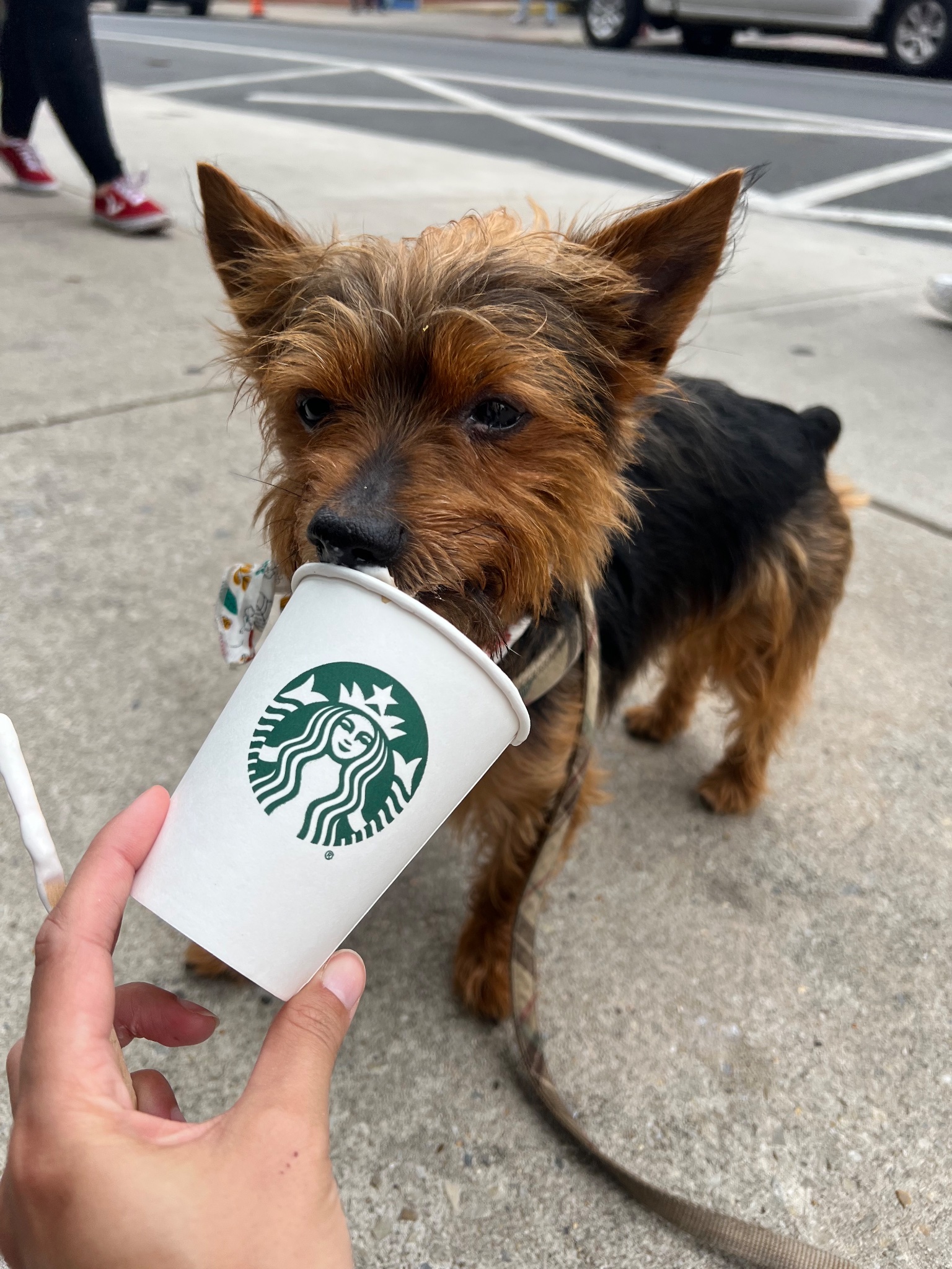 jackie swift 🌸 on Twitter: "Starbucks lovers ☕️ 🐢 https://t.co/n2relQZUuG" / Twitter