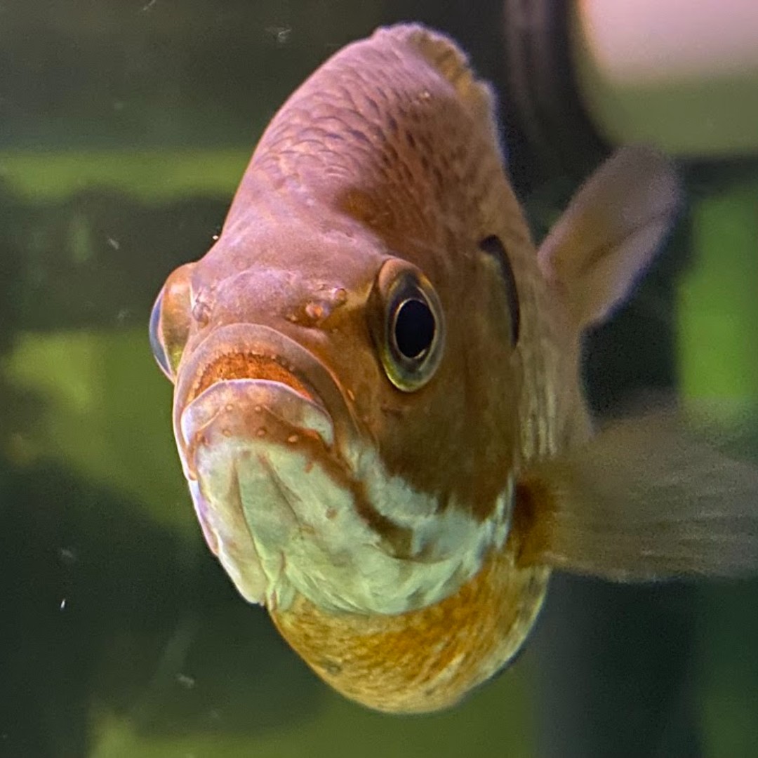 Sad Looking Fish