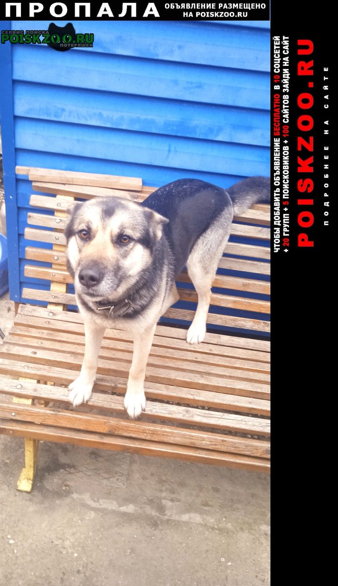 POISKZOO.RU™ on Twitter: "Пропала собака Темрюк Подробнее по ссылке: https://poiskzoo.ru/172328 ...