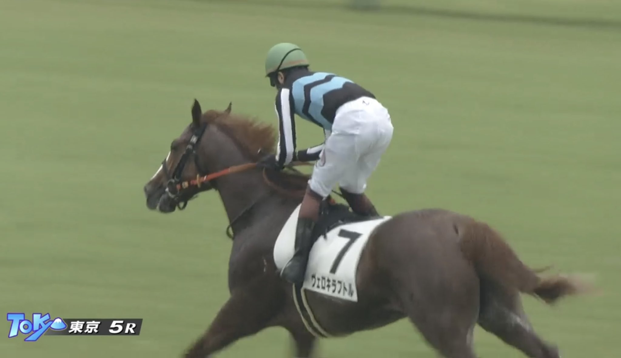 JRA FUN on Twitter: "#三浦皇成 騎手がJRA通算1000勝達成 東京5R 2歳新馬戦で #ヴェロキラプトル に騎乗し、見事に優勝🥇 さらには、新種牡馬 #スワーヴ ...