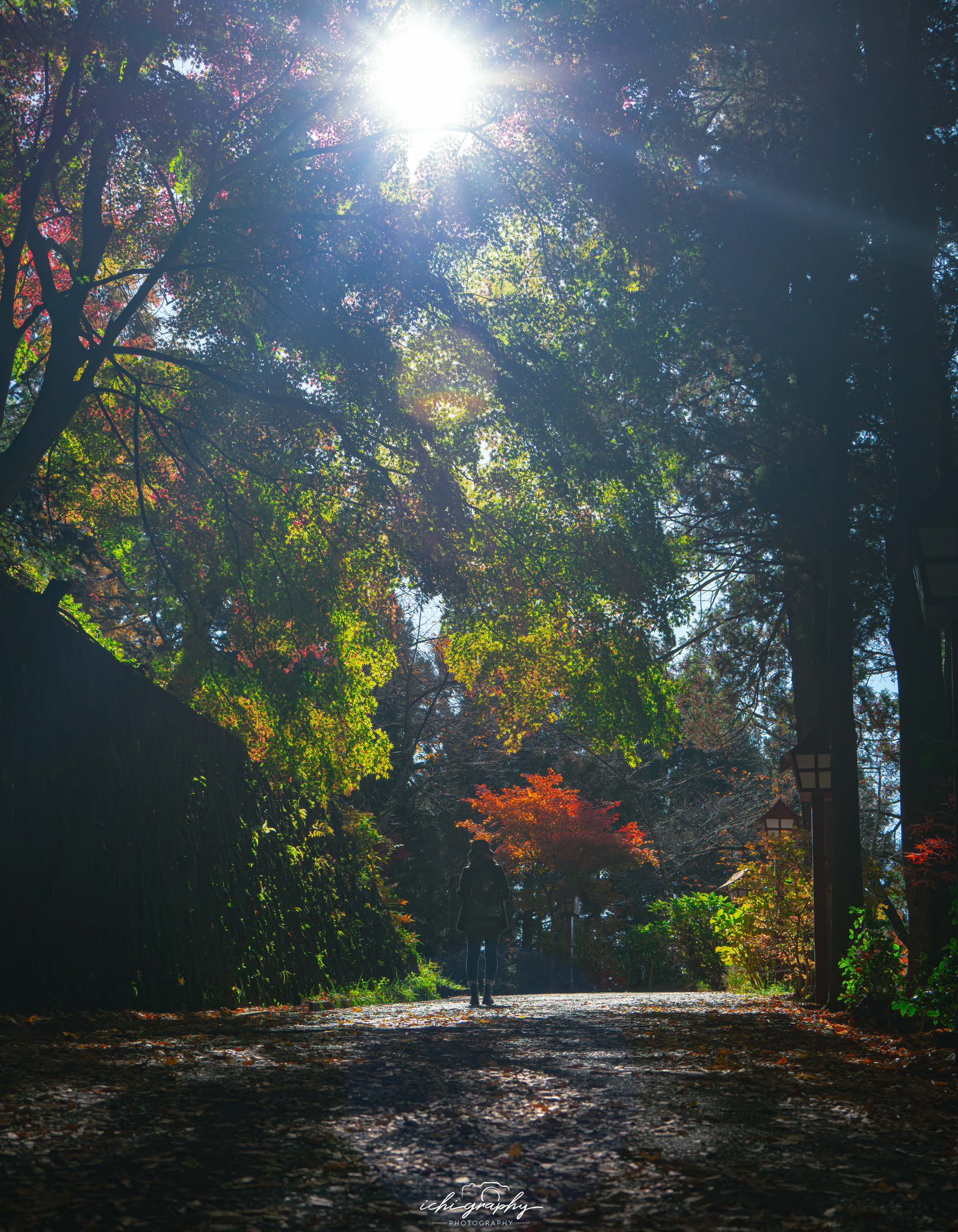 ichi_graphy on Twitter: "光を浴びて #photograghy #写真 #ファインダー超しの私の世界 #これソニーで撮りました https://t.co ...