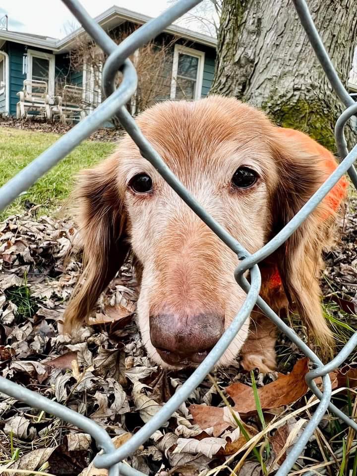 CrowMeris W chterin Hexe On Twitter Beans SeniorPupSaturday SeniorDog crowmeris-w-chterin-hexe-on-twitter-beans-seniorpupsaturday-seniordog