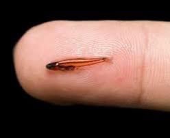 Smallest Fish In The World