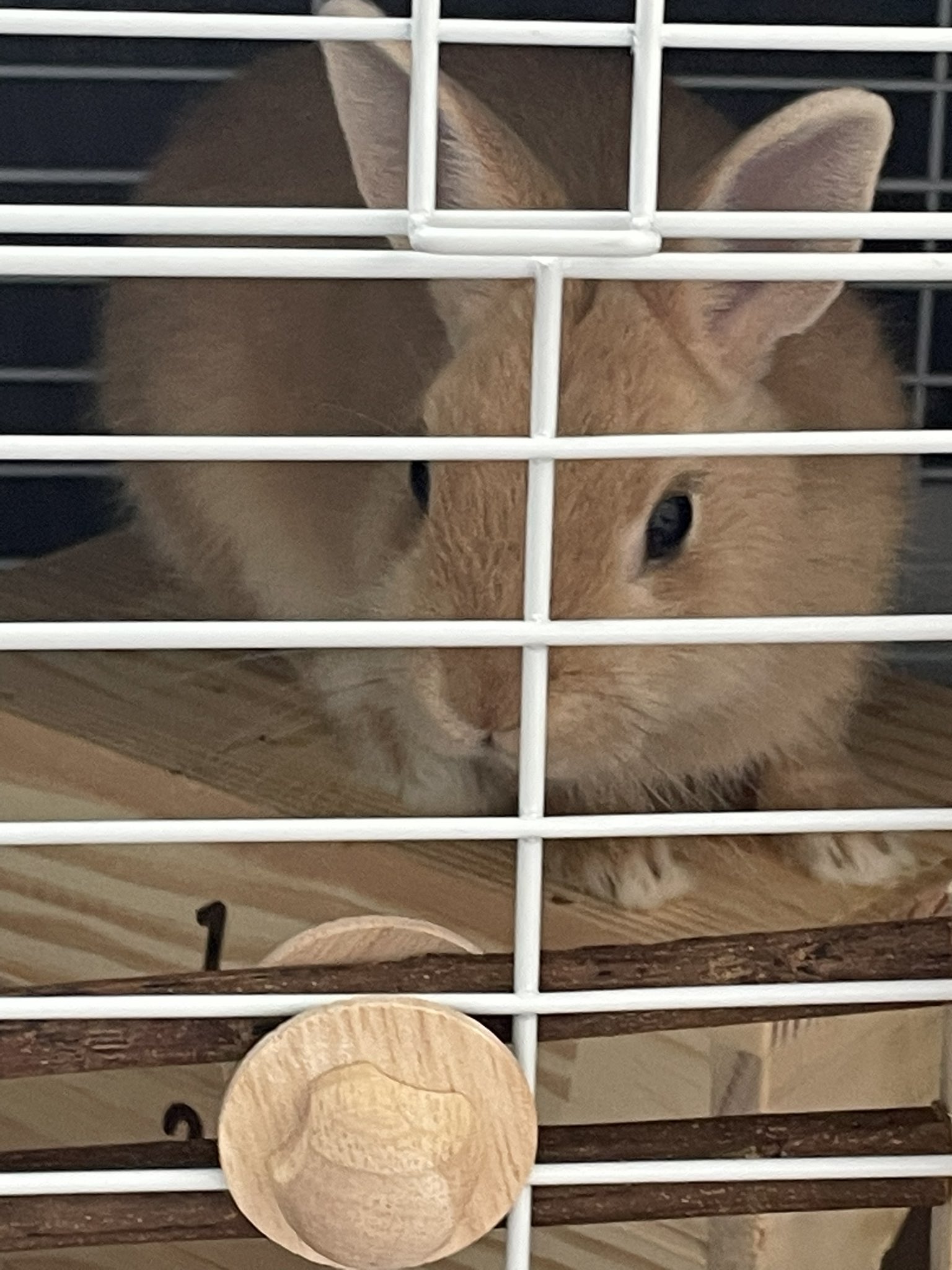 nimo’s WORLD on Twitter: "遂に壁にまで…😭 みそピーくんんん🐇 💦 特にチモシーの入れ物にするのはダメだ #ネザーランドドワーフ #うさぎ #rabbit #可愛い ...