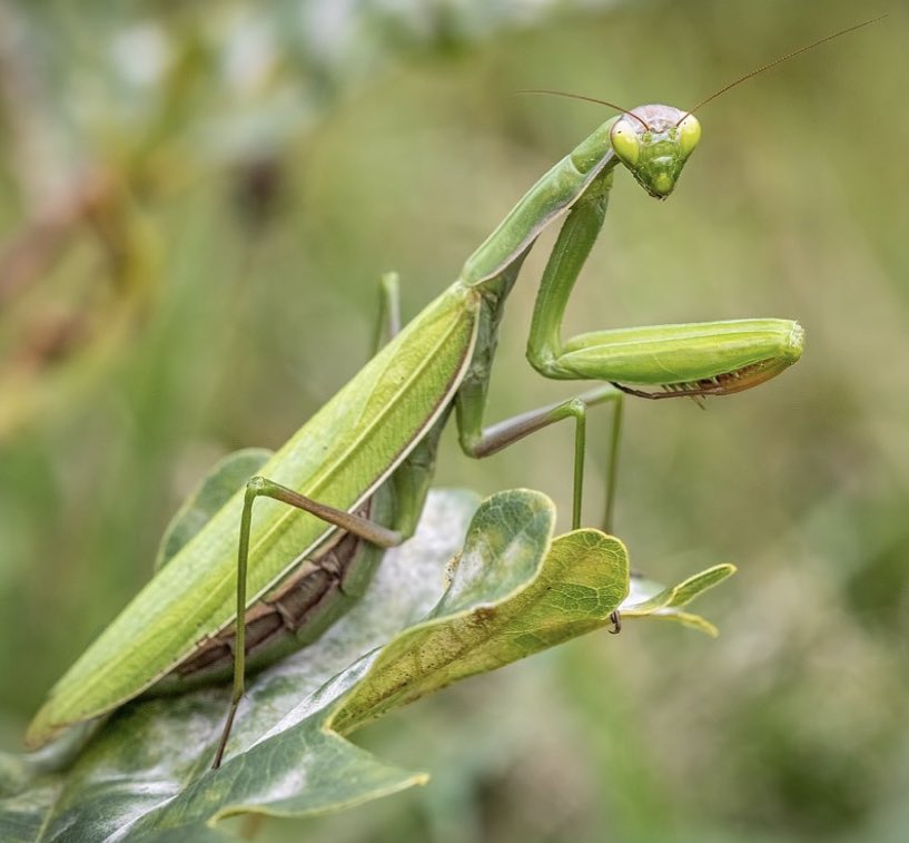 Bichodatos on Twitter: "Recordemos que el nombre común "mantis religiosa" se usa para referirse ...