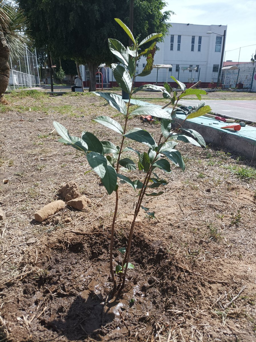 Ciudad Bosque On Twitter Rt Deserticola Mañana De Plantar árboles