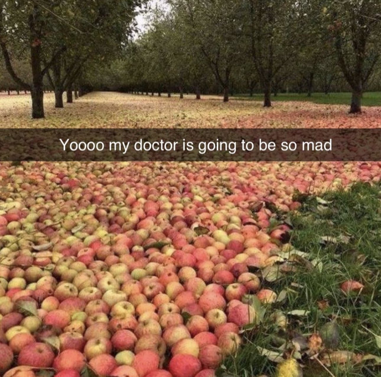 One Bad Apple Meme You've Gotta Check Out This Video Where These