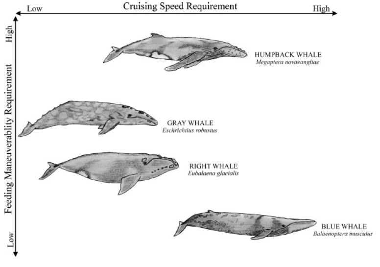 Blue Whale Species