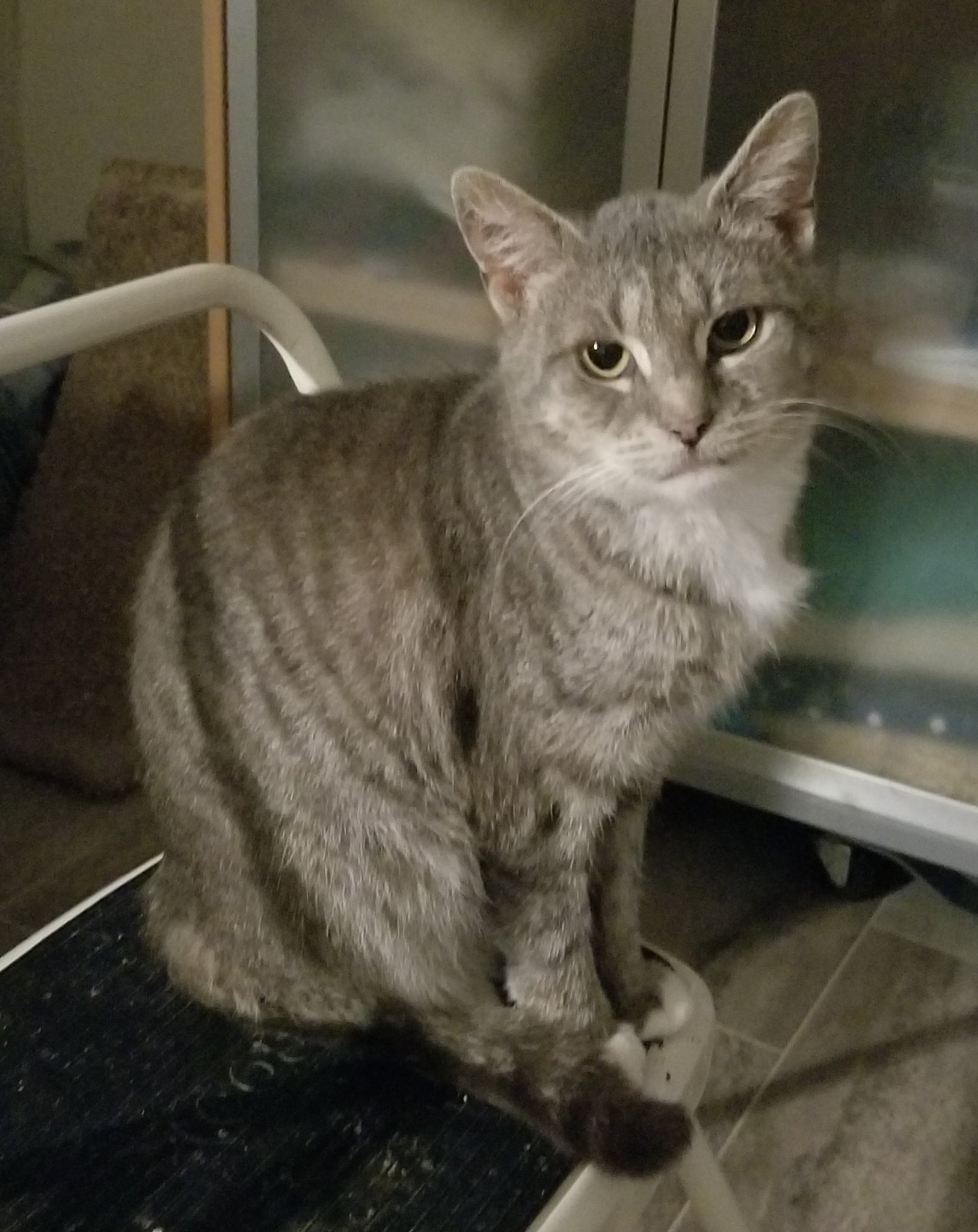 Crits For Cats ️🌈 Bear on Twitter: "Hey Cat Twitter, could you share this sweet girl? Her name ...