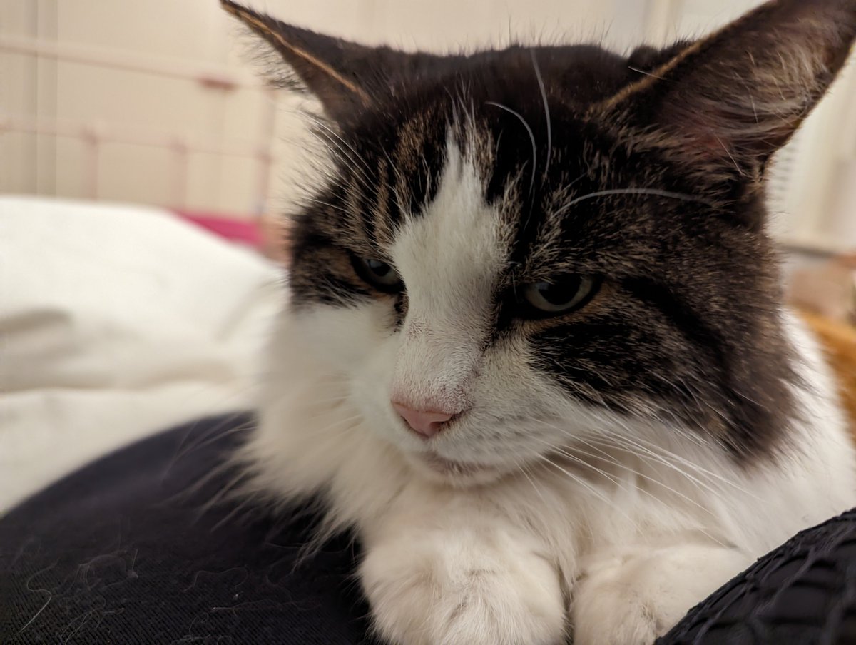 Kate Bevan on Twitter: "Especially as I have 5kg of hot, grumpy floof parked on my tummy"