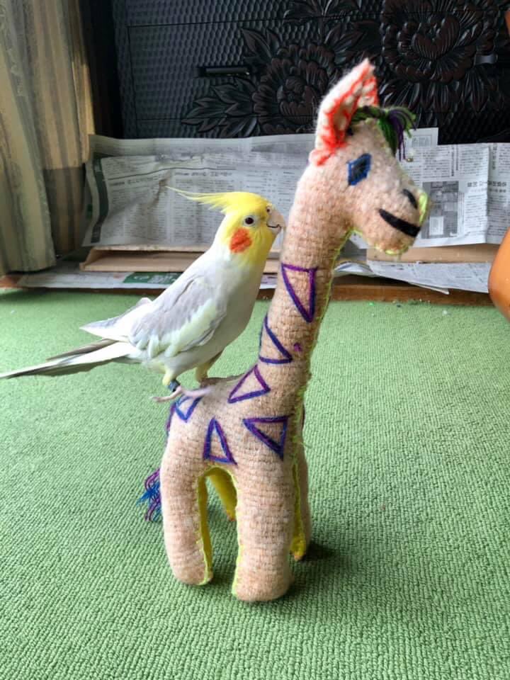のののあ On Twitter おはようございます☀ 晴天です。 今日はお友達のお供で深大寺に行って来ます。 そしてうちのワンコのお墓参りもしてきます。 今朝はのあたんがご挨拶🍀🐥