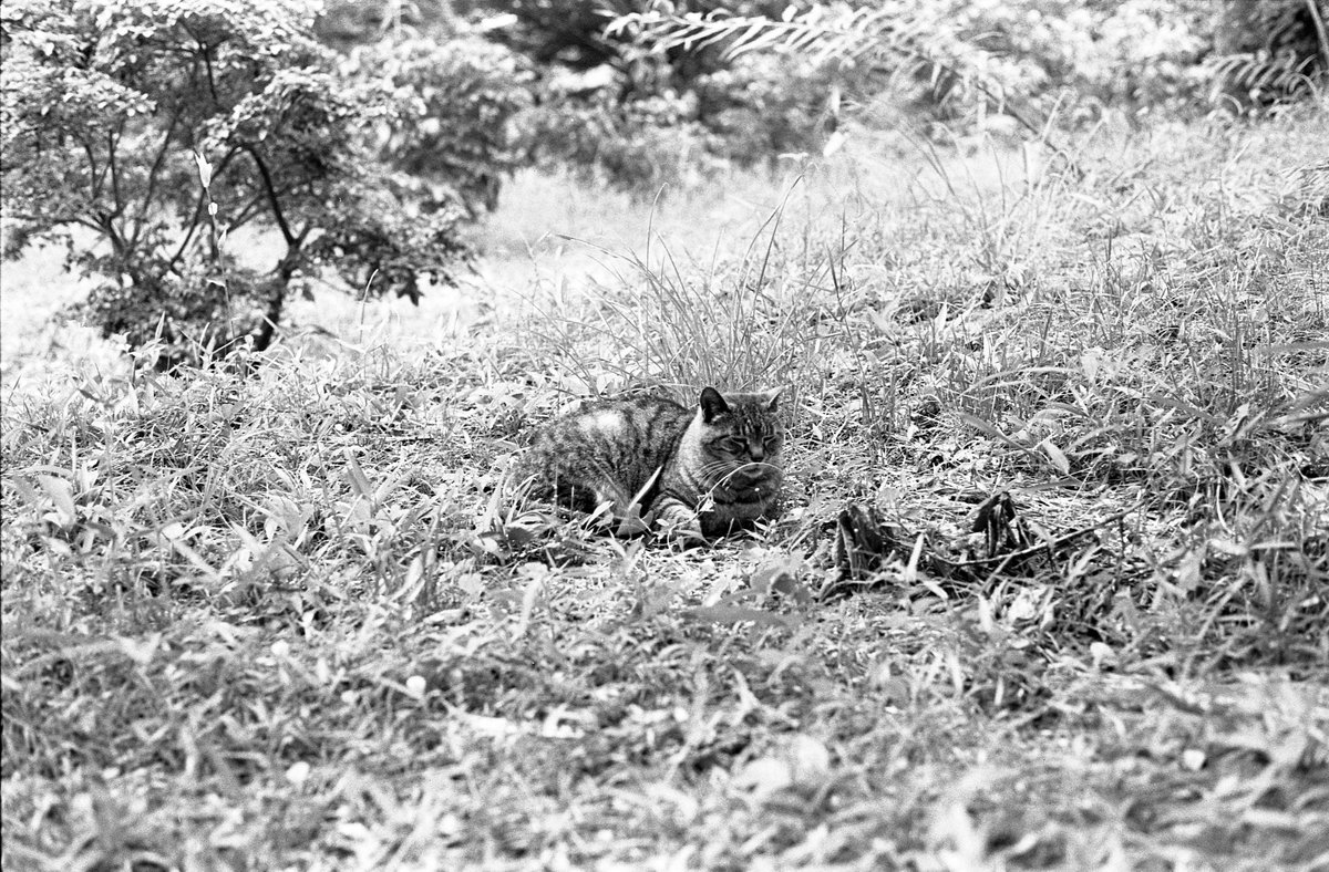 ちむに~ On Twitter Ricoh Xr 10m Xr Rikenon 50mm F2 Double X Marix D76