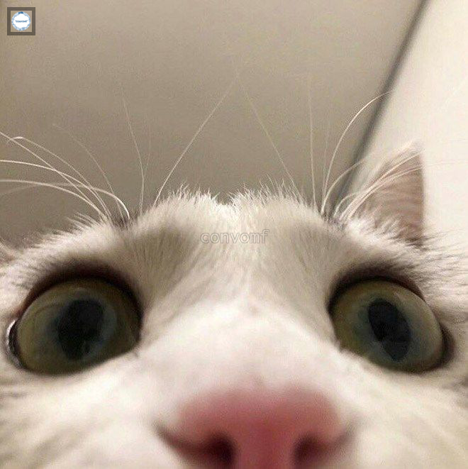 Convomf on Twitter: Convomf on Twitter:
