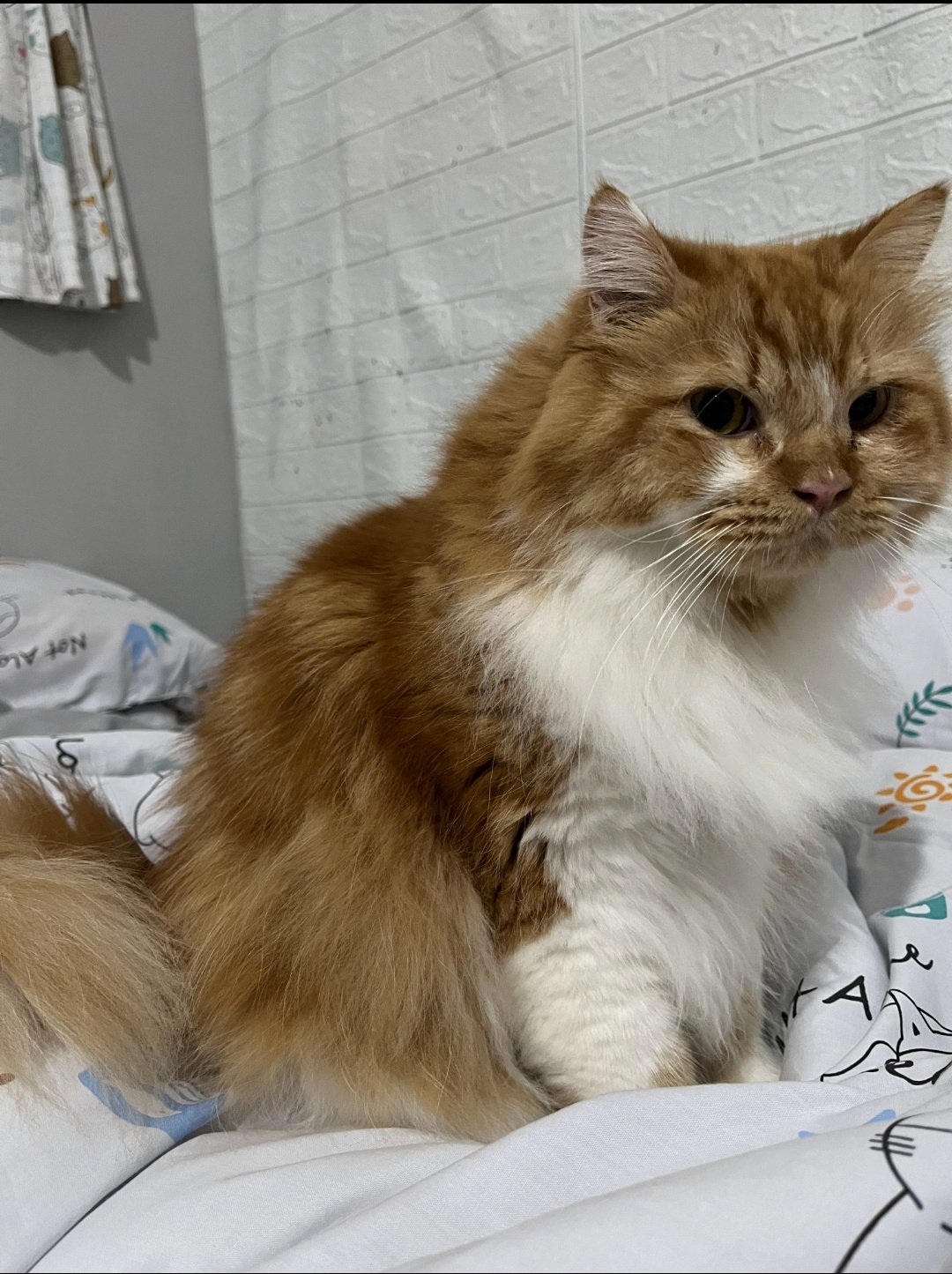 Mas Yuj dan Nyomo~ on Twitter: "Kenapa? Ini minggu kan? https://t.co ...