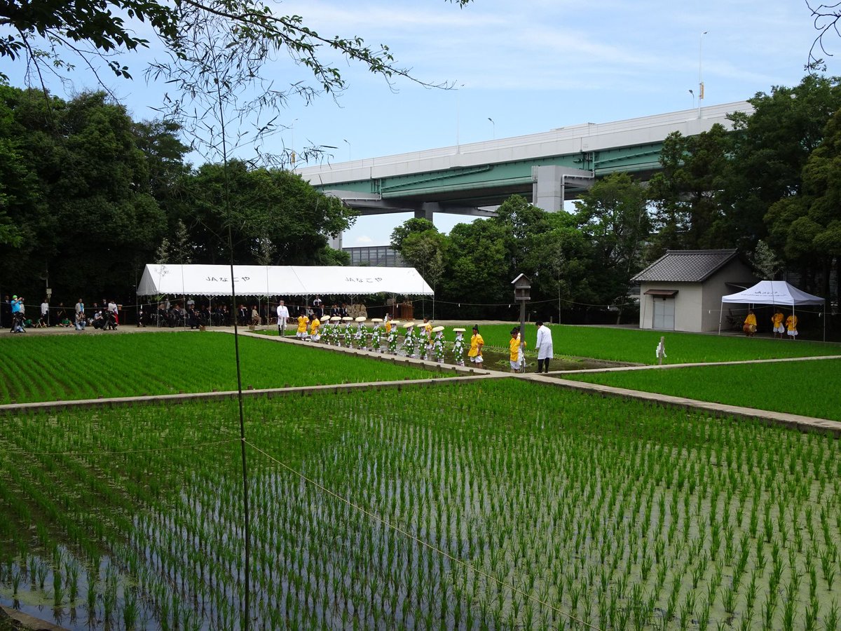 Ruby & Emmeline on Twitter: "熱田神宮 大高斎田御田植祭 その11 10:50 大高斎田 早乙女さんが田植えの配置に着きました。"