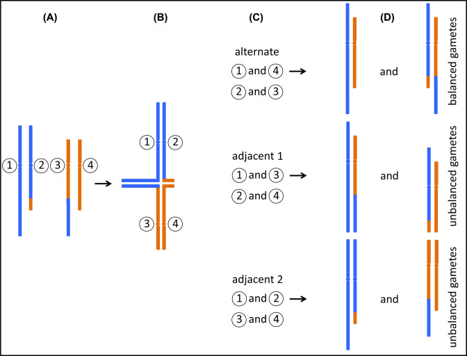 Reciprocal Translocation Meiosis
