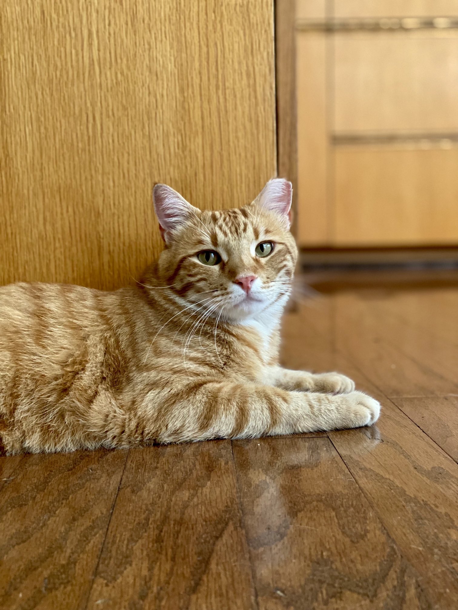 Grumpy on Twitter: "“Mummy, Grumpy’s picking on me again,” Butters tattled. Always blaming the # ...