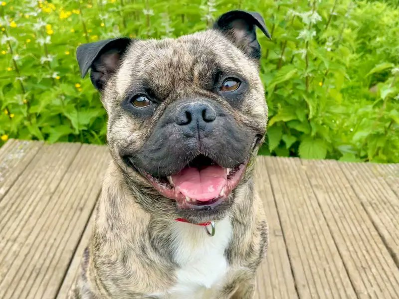 Brindle Pug Mix