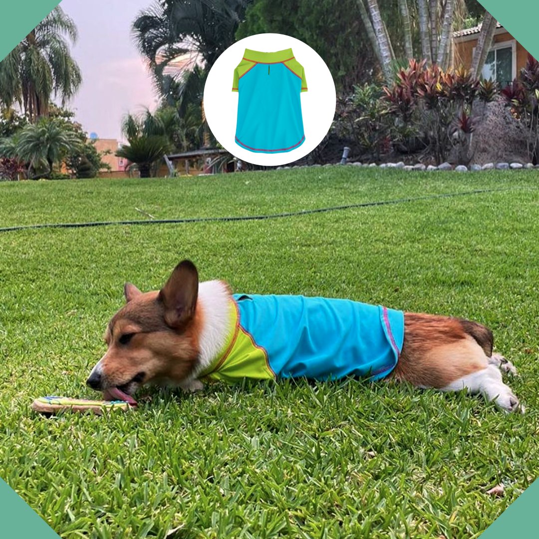 petcomexico on Twitter: "Shorty está disfrutando de una tarde relajada y fresca, gracias a su ...