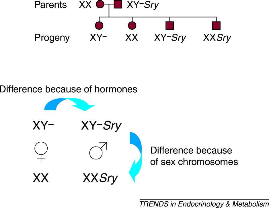 Xy Chromosome