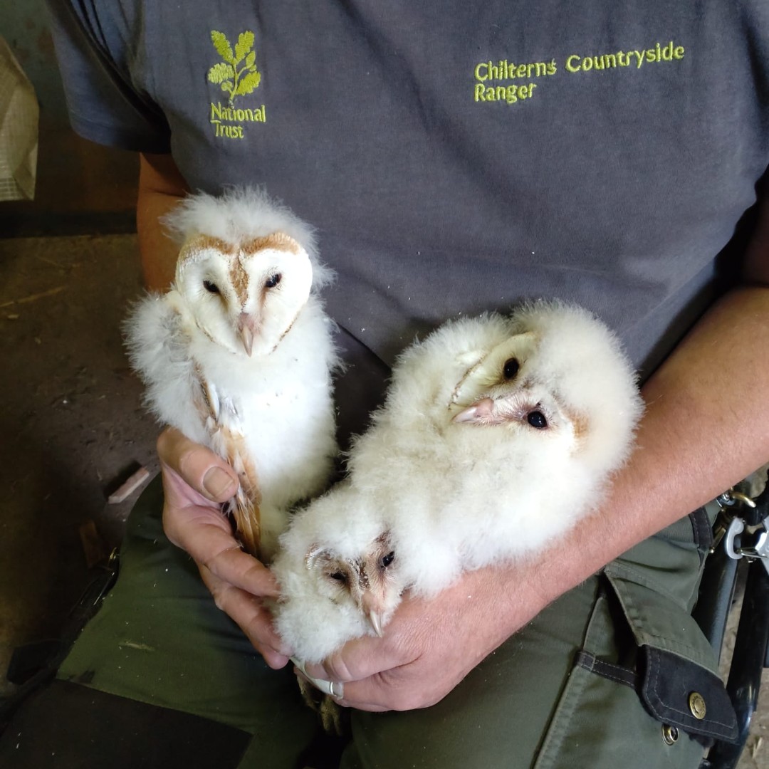Fluffy Barn Owl